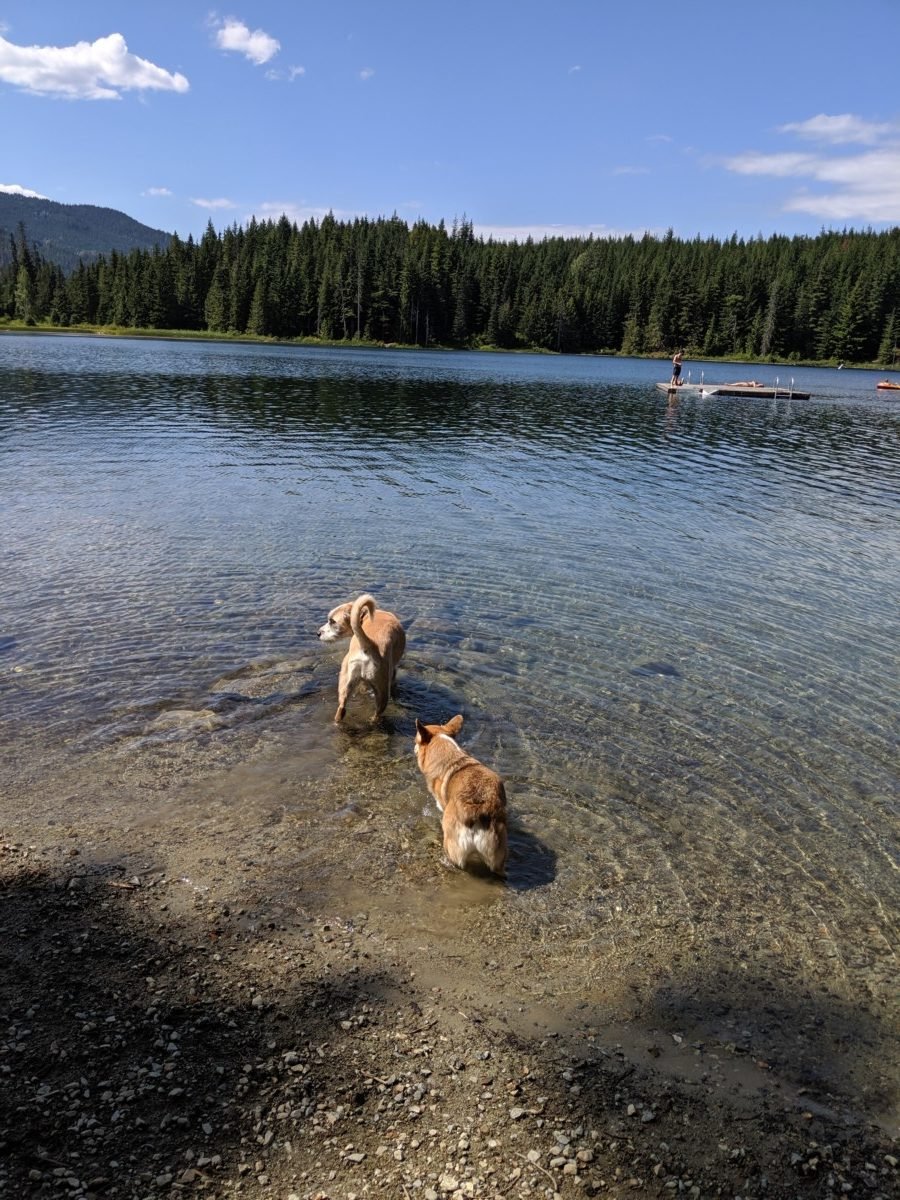 Top 5 Ways to Enjoy Whistler with Your Dog - EATING with Kirby