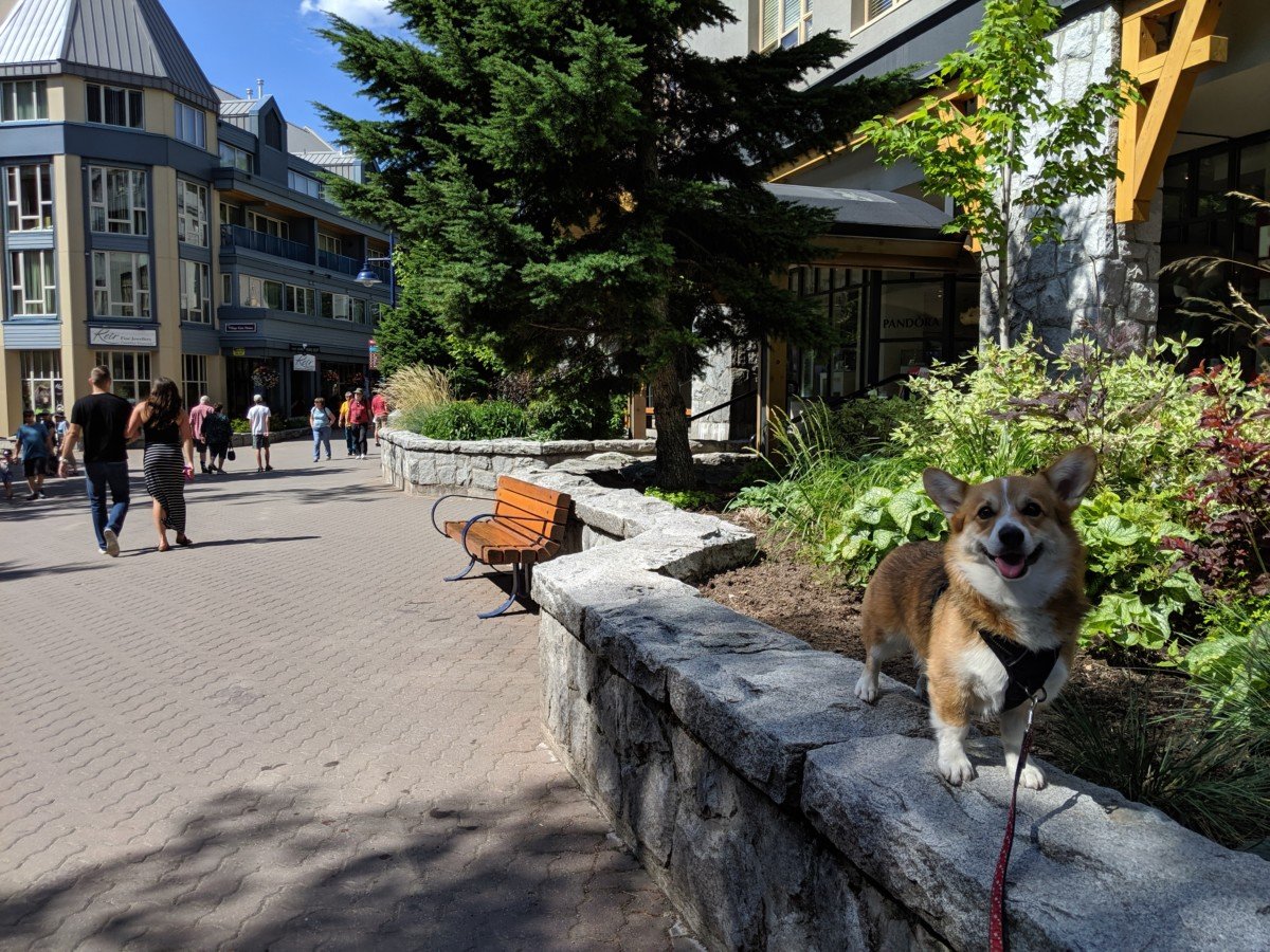 Top 5 Ways to Enjoy Whistler with Your Dog - EATING with Kirby